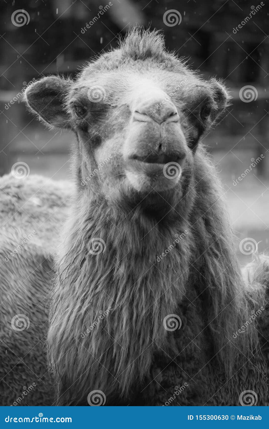 Bactrian camel stock photo. Image of african, back, natural - 155300630