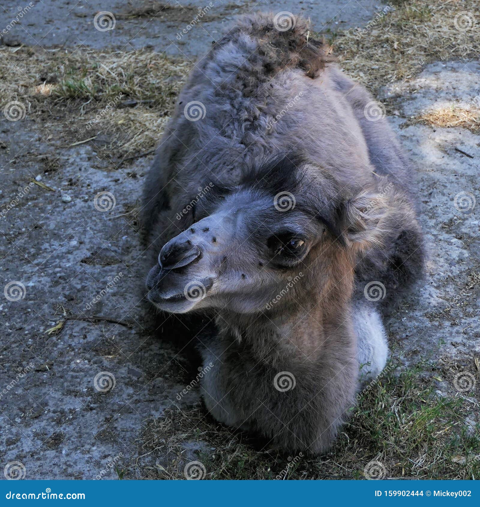 Bactrian camel calf stock photo. Image of bactrianus - 159902444 Bactrian camel calf stock photo. Image of bactrianus - 159902444