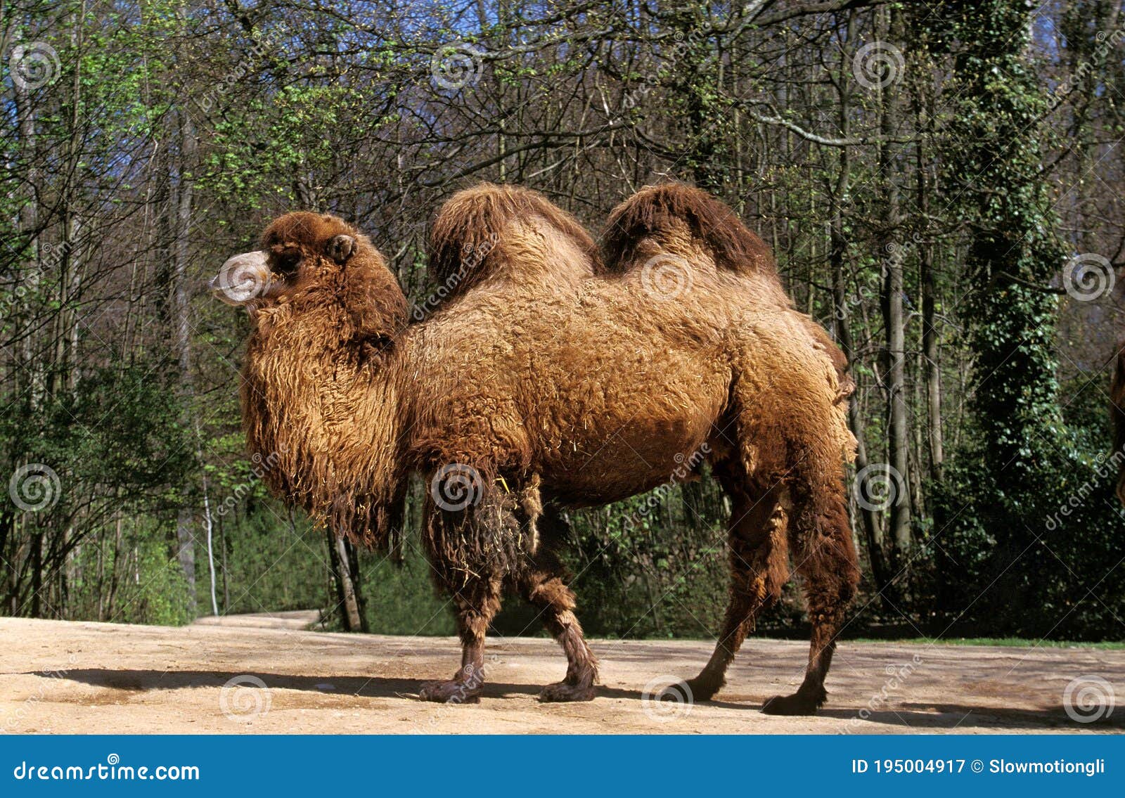 BACTRIAN CAMEL Camelus Bactrianus Stock Image - Image of endangered ...