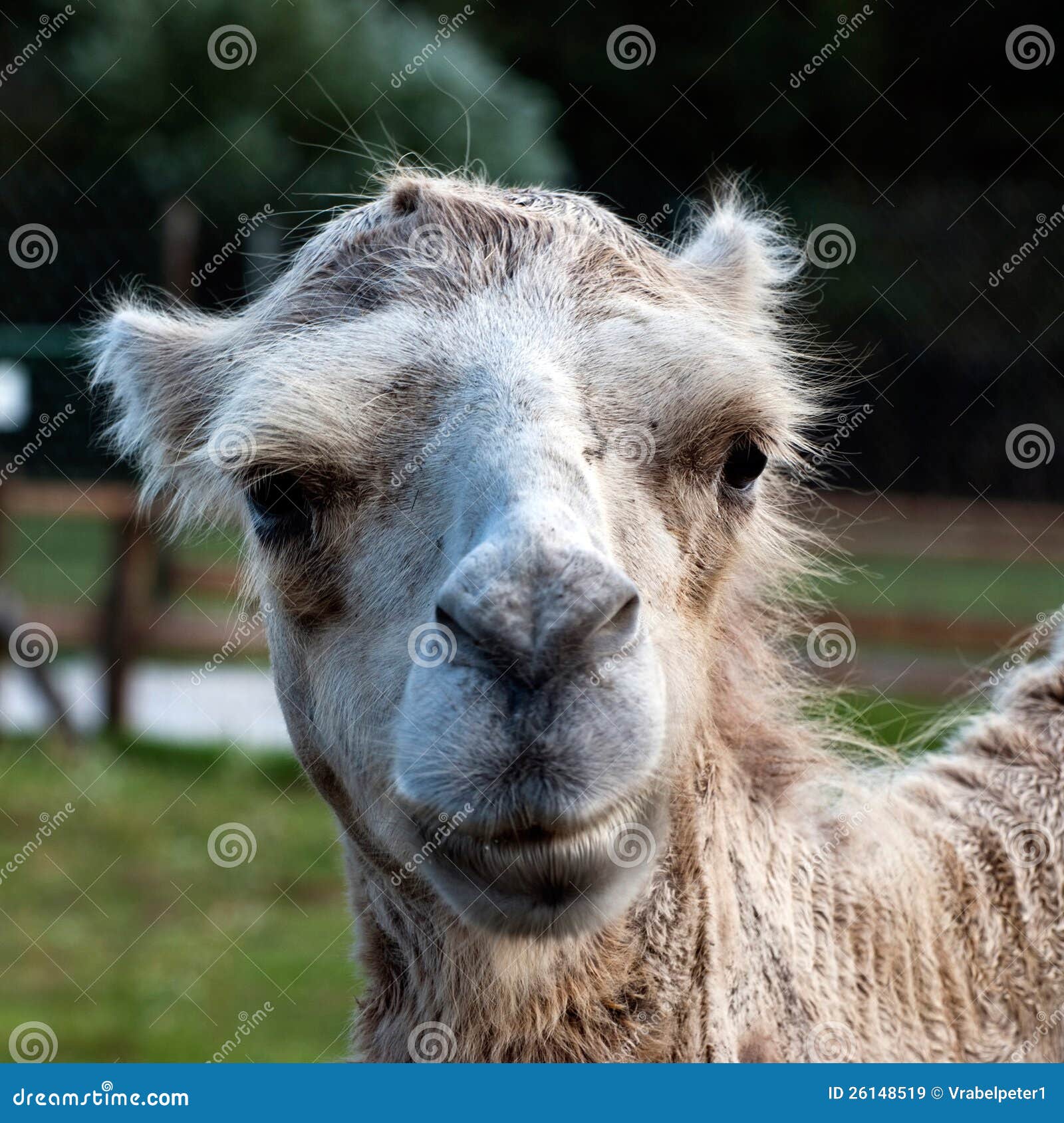 Bactrian Camel (camelus Bactrianus) Stock Image - Image of hump, steppe ...