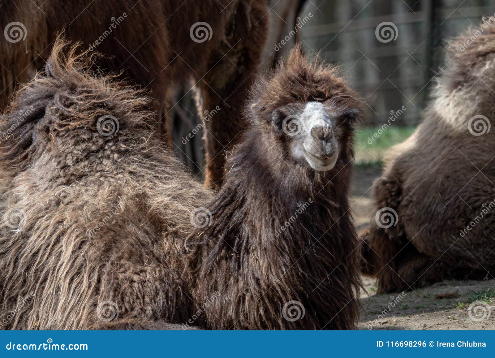Bactrian Camel Camelus Bactrianus Stock Photo - Image of outdoor ...