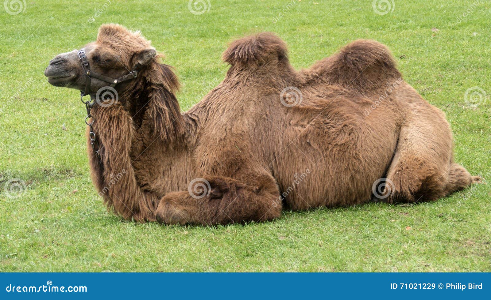 Bactrian Camel (Camelus Bactrianus) Stock Image - Image of furry ...