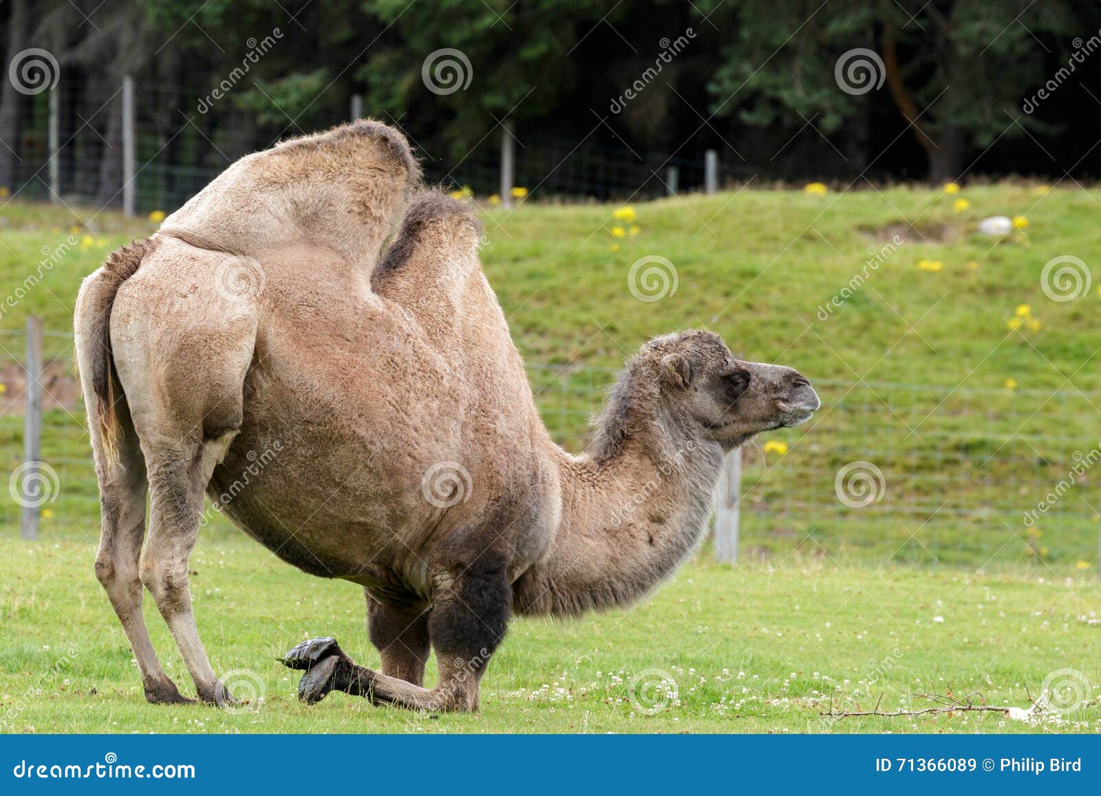 Bactrian Camel (Camelus Bactrianus) Stock Image - Image of camel ... Bactrian Camel (Camelus Bactrianus) Stock Image - Image of camel ...