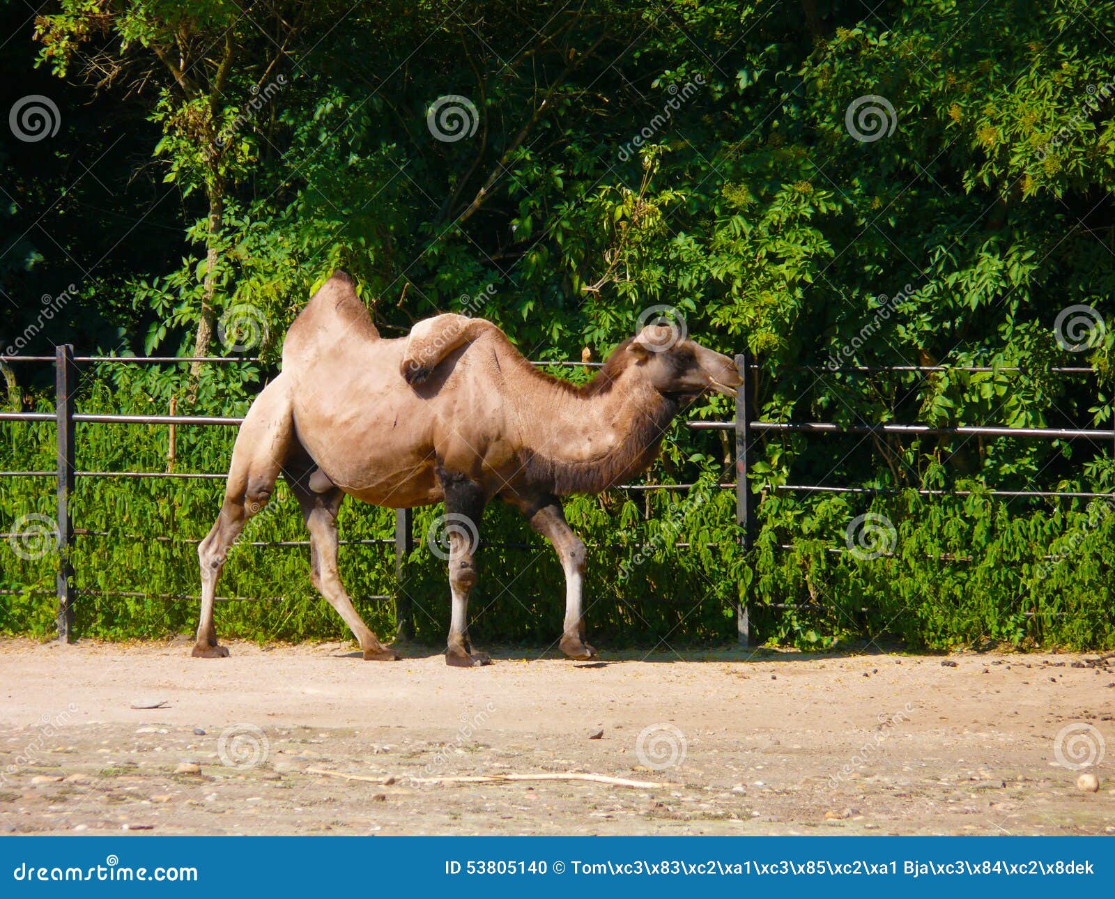 Bactrian Camel (Camelus Bactrianus, Camelus Ferus) Stock Photo - Image ...