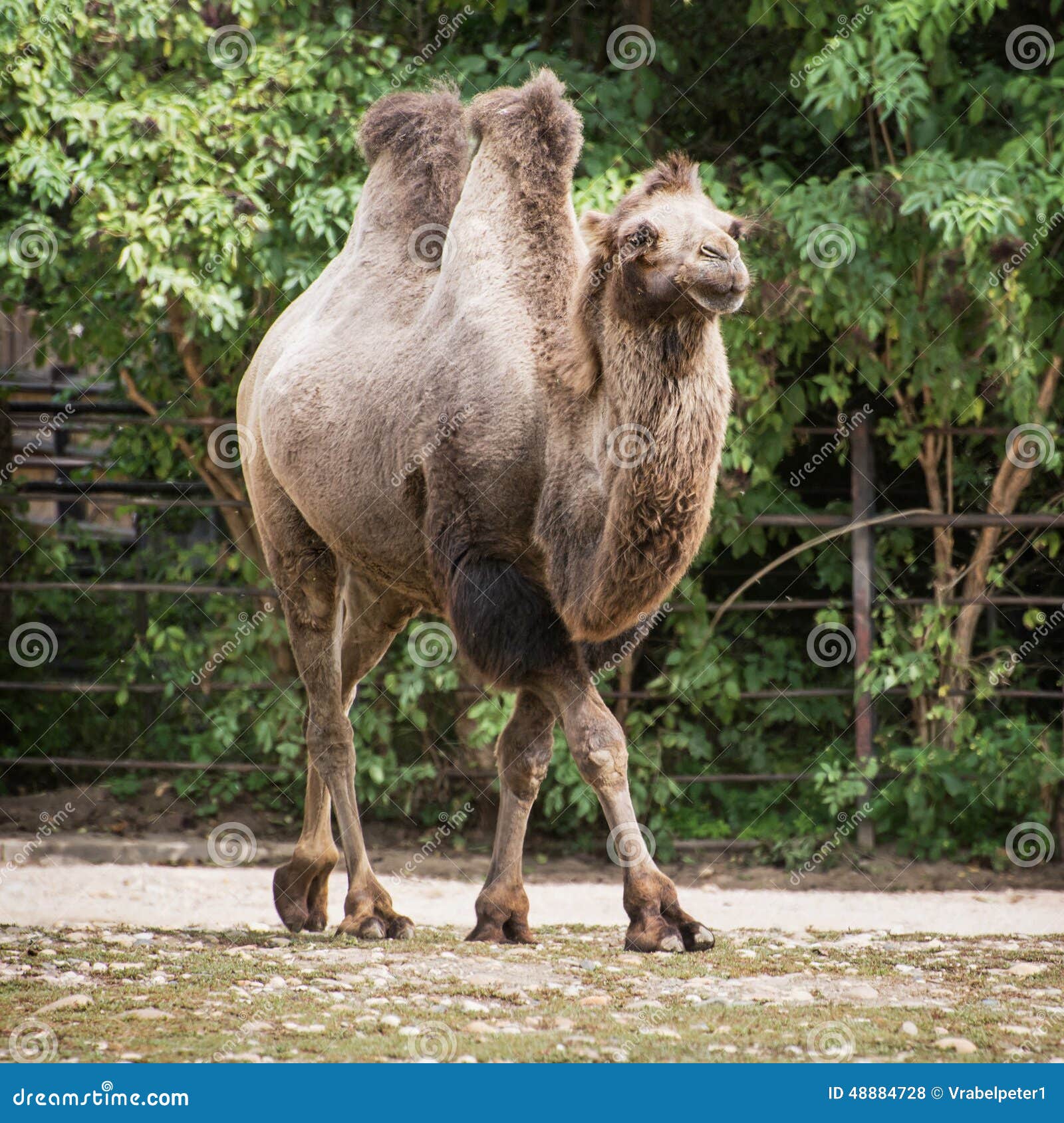 Bactrian Camel (Camelus Bactrianus) Stock Photo - Image of domestic ...