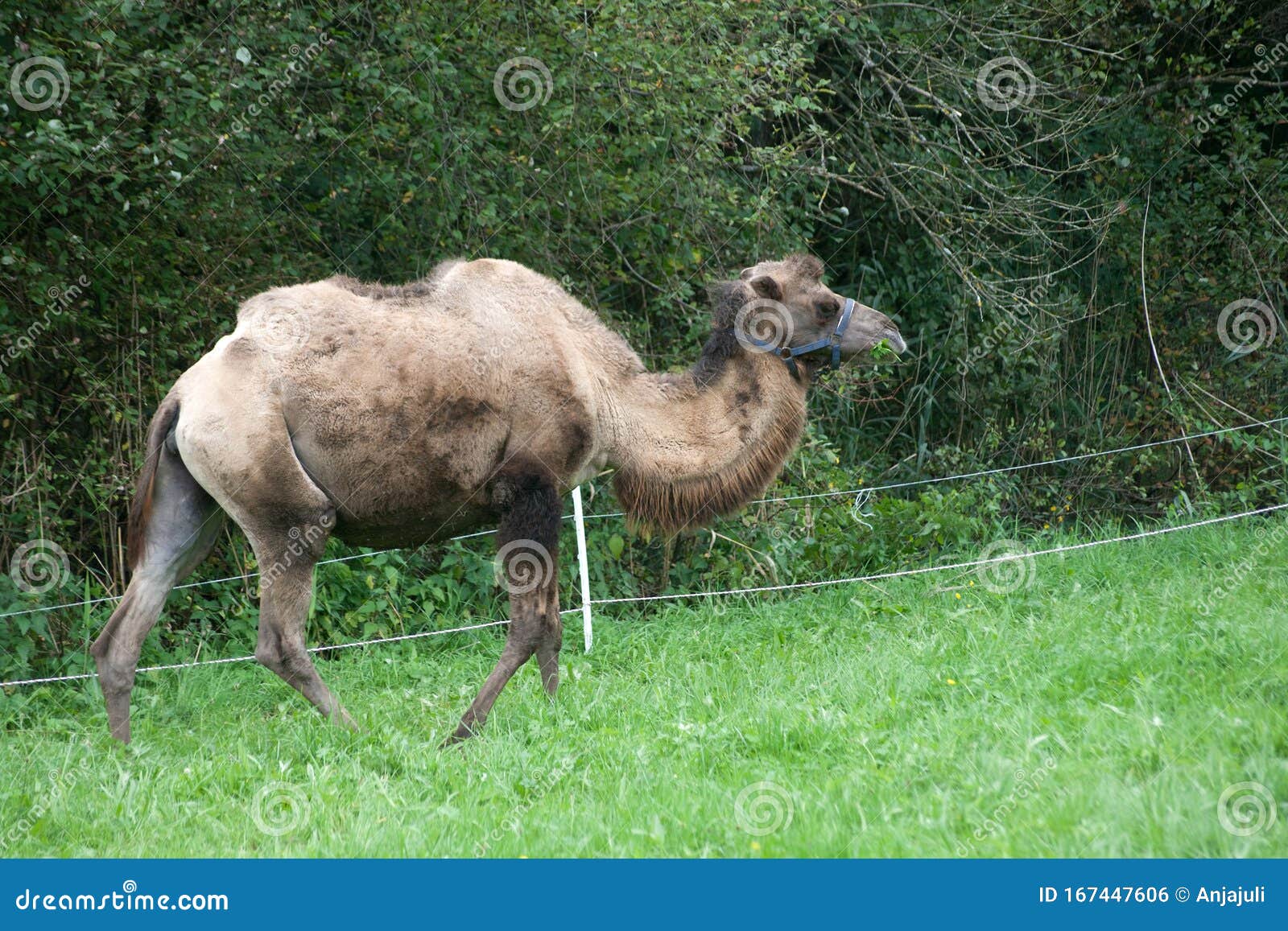 Bactrian Camel Camelus Bactrianus in Circus Zoo Stock Photo - Image of ...