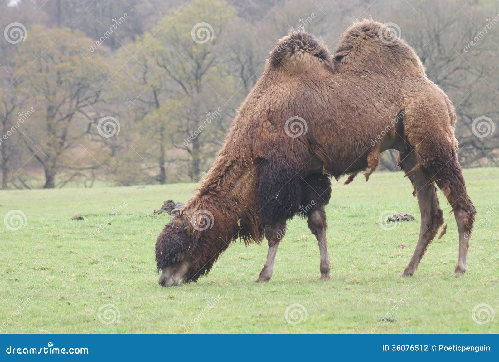 Bactrian Camel - Camelus Bactrianus Stock Photo - Image of chordata ...