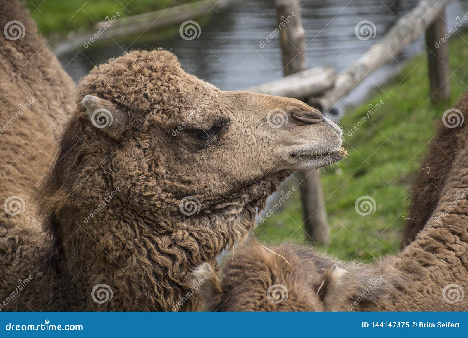 The Bactrian Camel, Camelus Bactrianus is a Large, Even-toed Ungulate ...