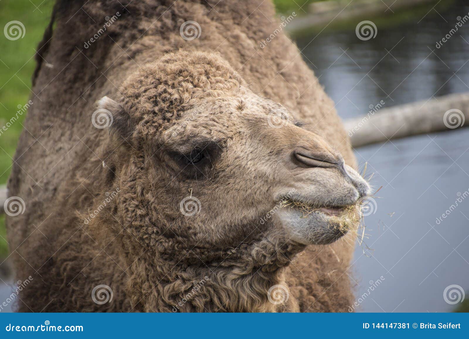 The Bactrian Camel, Camelus Bactrianus is a Large, Even-toed Ungulate ...