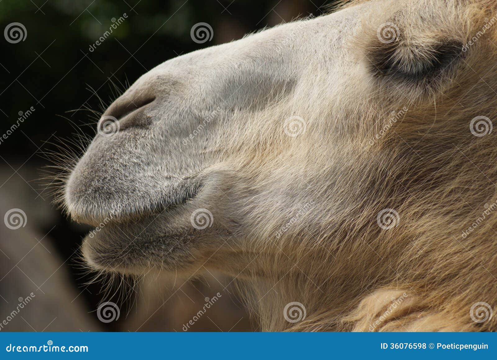 Bactrian Camel - Camelus Bactrianus Stock Photo - Image of mammalia ...