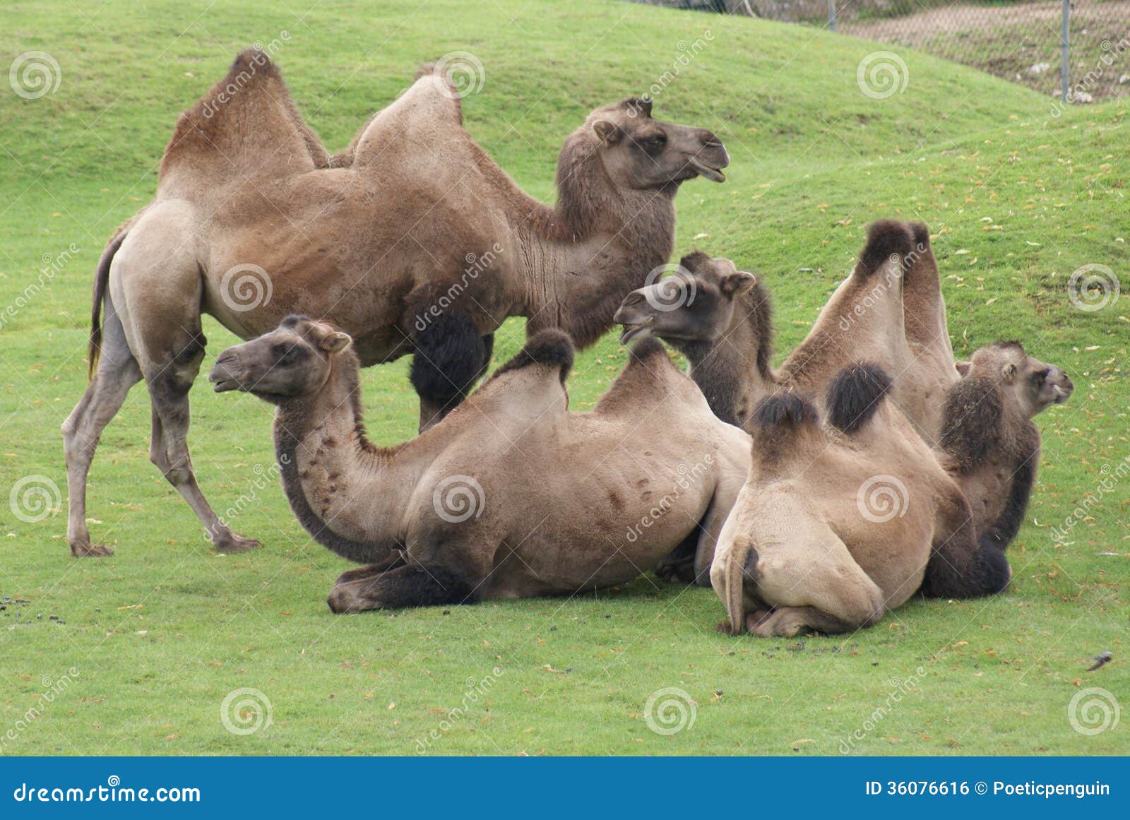 Bactrian Camel - Camelus Bactrianus Stock Photo - Image of living ...