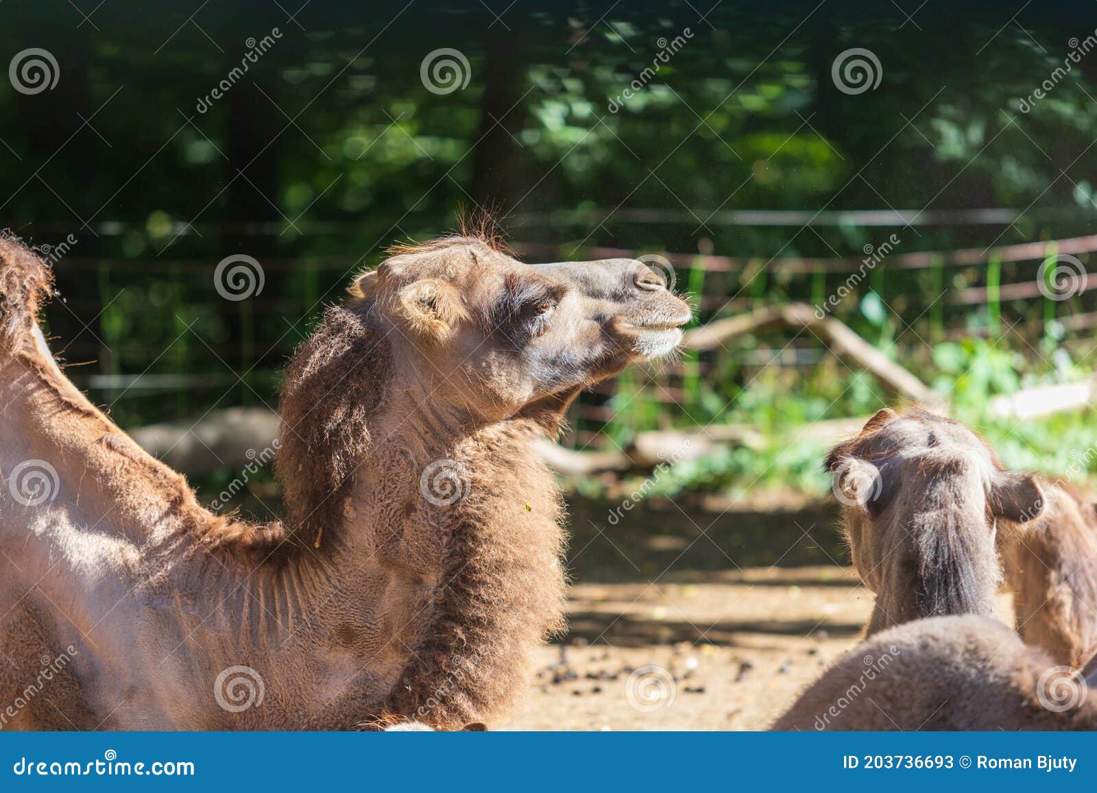 Bactrian Camel - Camelus Bactrianus Lies in the Garden and Next To it ...