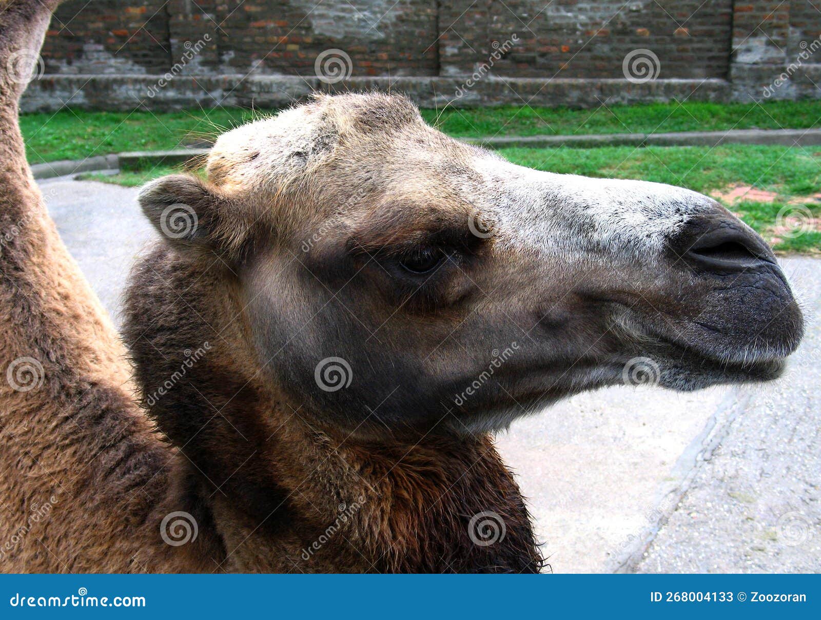 Bactrian Camel (Camelus Bactrianus) Stock Image - Image of mongolian ...