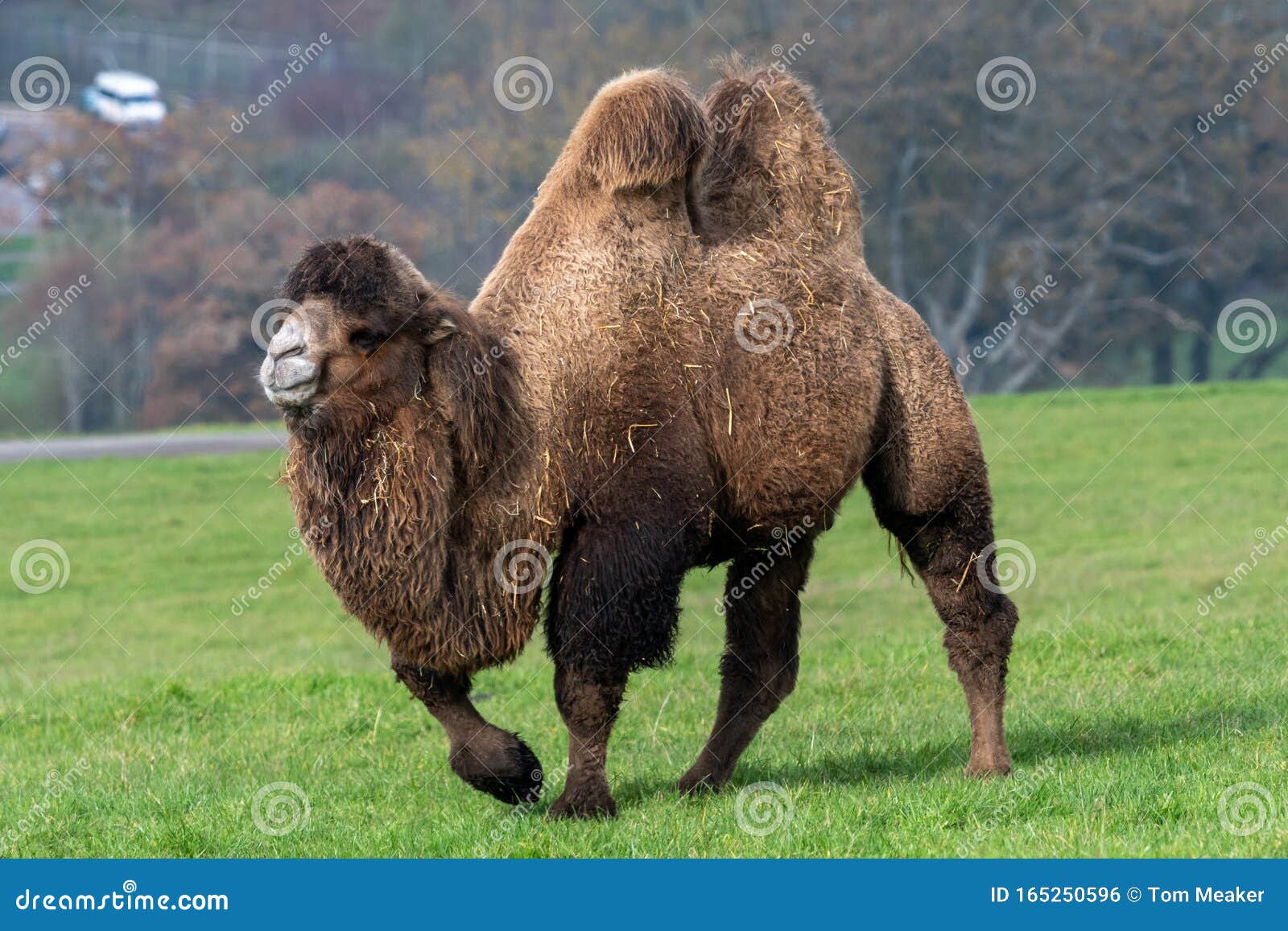 Bactrian Camel Camelus Bactrianus Stock Photo - Image of standing ...