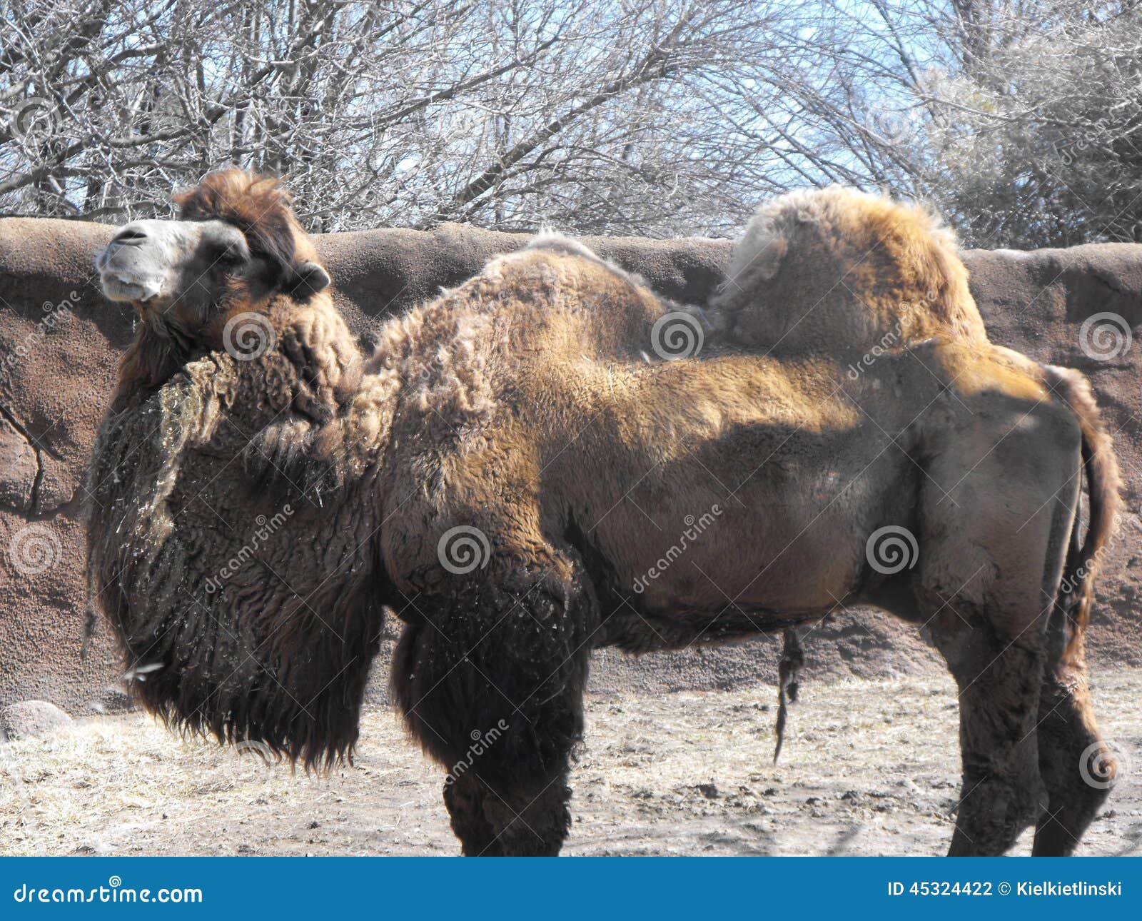 Bactrian Camel (Camelus Bactrianus) Stock Photo - Image of zoology, biology: 45324422