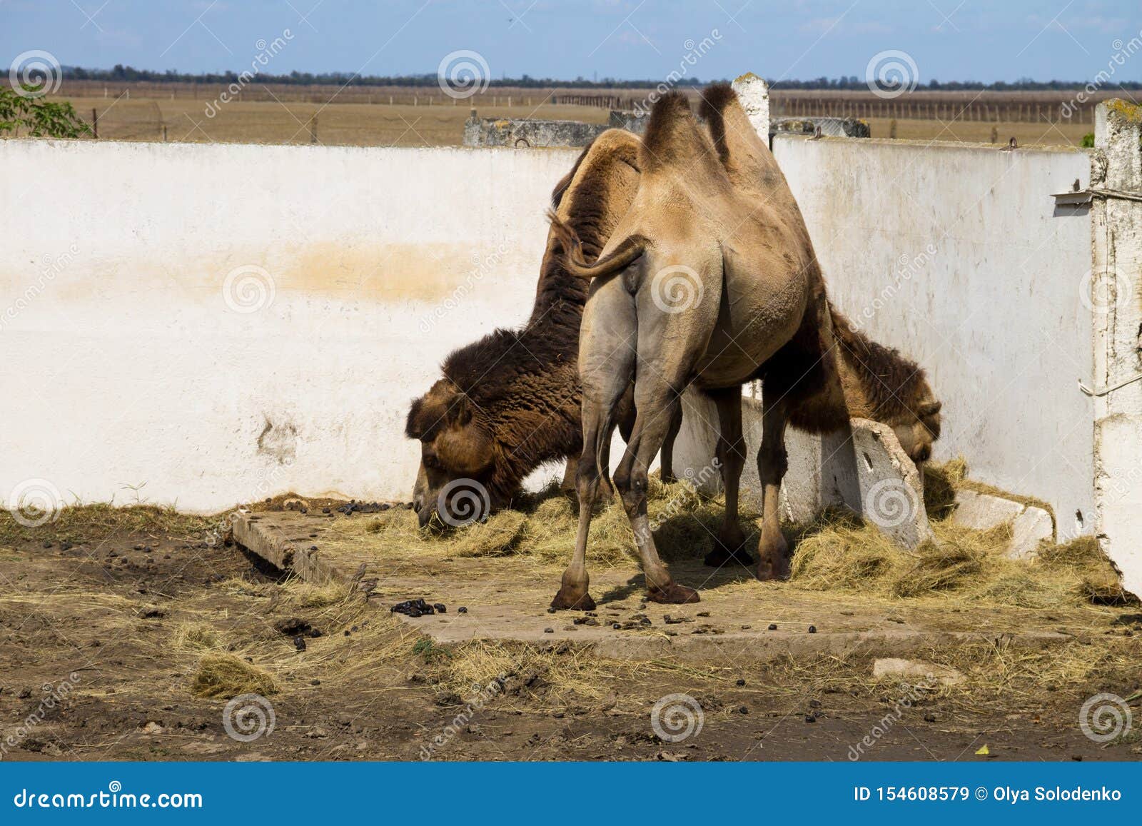 Bactrian Camel Camelus Bactrianus Stock Image - Image of endangered, feeding: 154608579