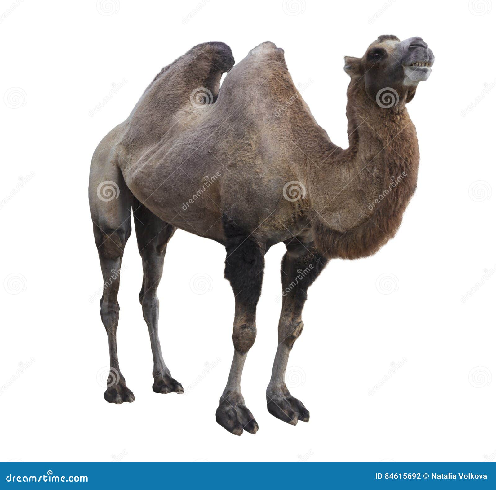 Bactrian Camel Camelus Bactrianus on White Background Stock Photo ...