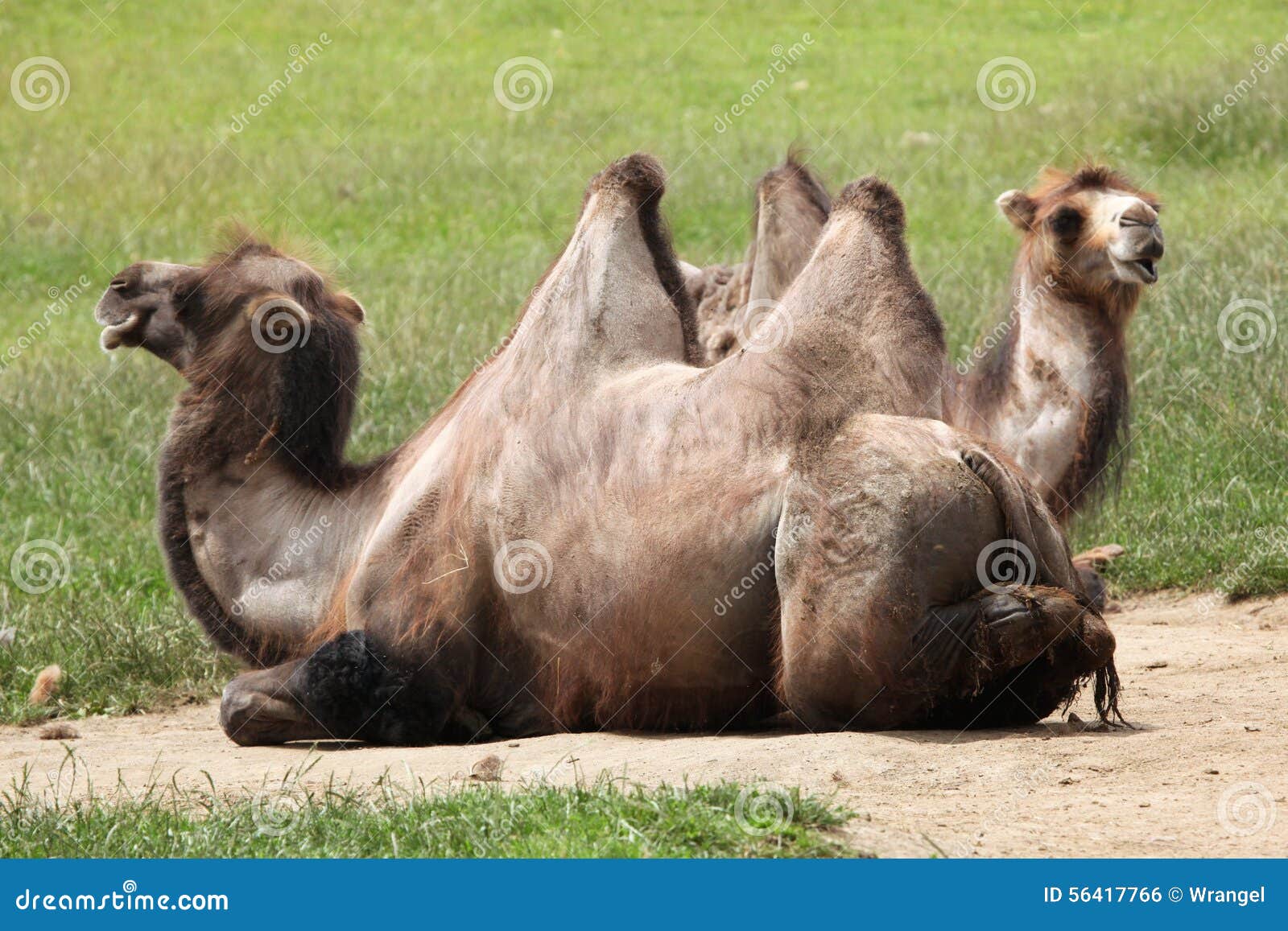 Bactrian Camel (Camelus Bactrianus). Stock Photo - Image of camelids ...