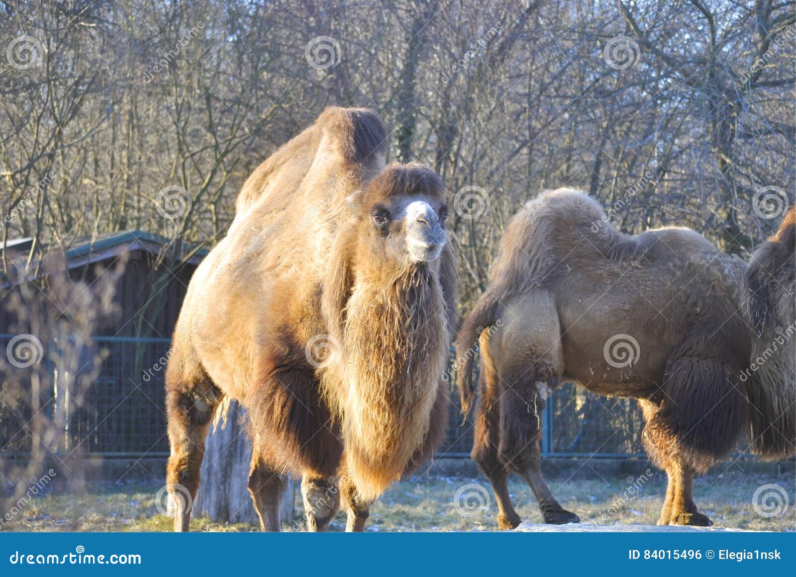 Bactrian Camel Camelus Bactrianus Stock Photo - Image of brown, farm: 84015496