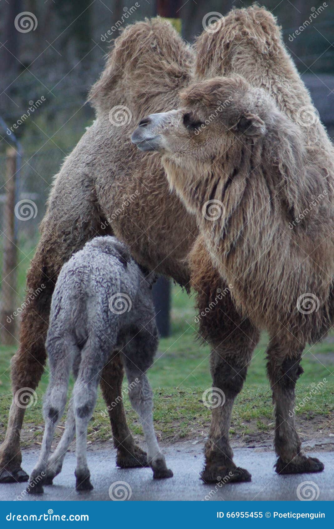 Bactrian Camel - Camelus Bactrianus Stock Image - Image of calf, grey ...