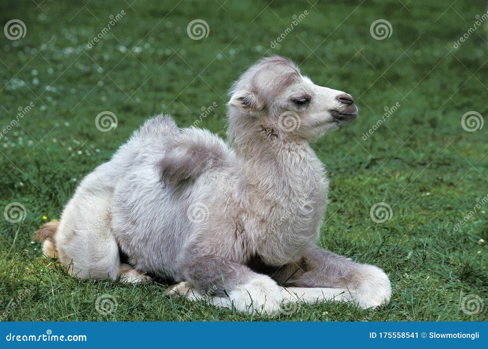 Bactrian Camel, Camelus Bactrianus, Young Laying On Grass Royalty-Free ... Bactrian Camel, Camelus Bactrianus, Young Laying On Grass Royalty-Free ...