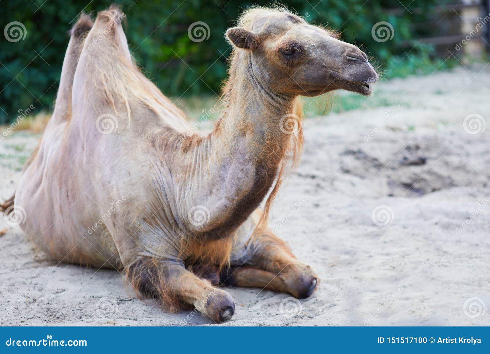 The Bactrian Camel Camelus Bactrianus Stock Photo - Image of endangered ...