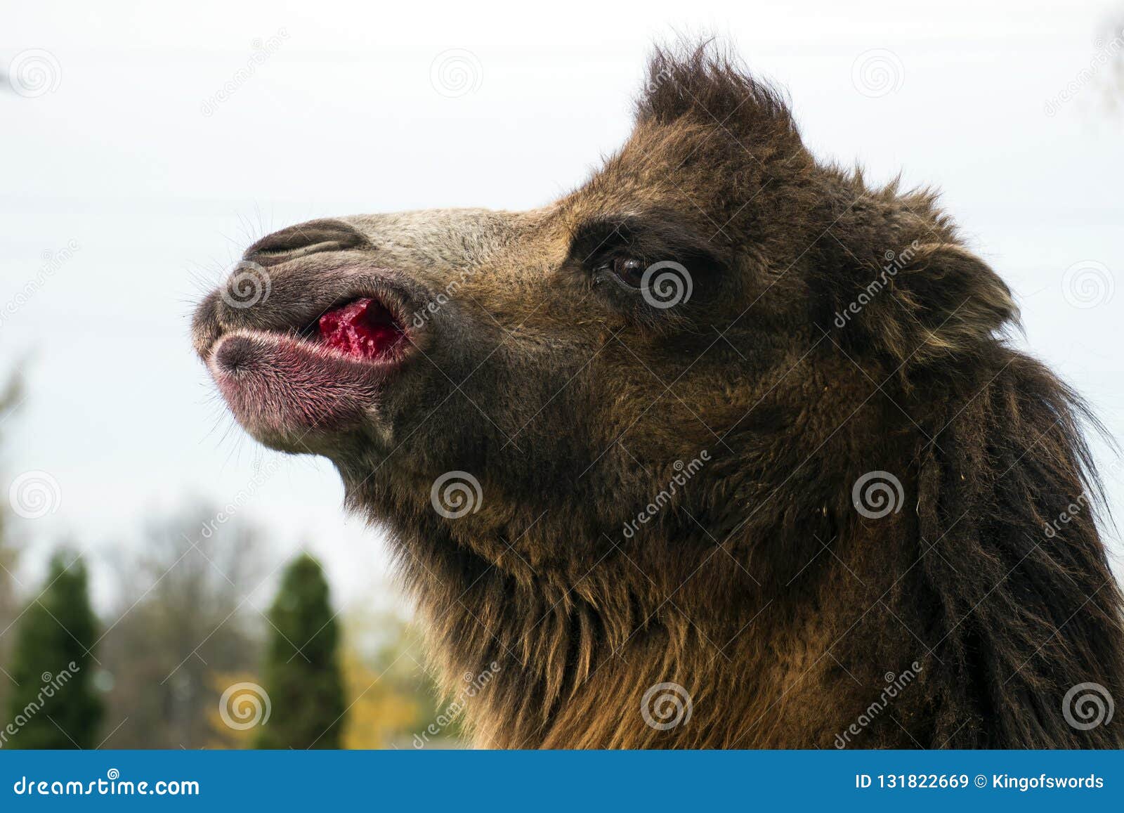 Bactrian Camel Chews Sugar Beet Stock Image - Image of mammal, brown ...