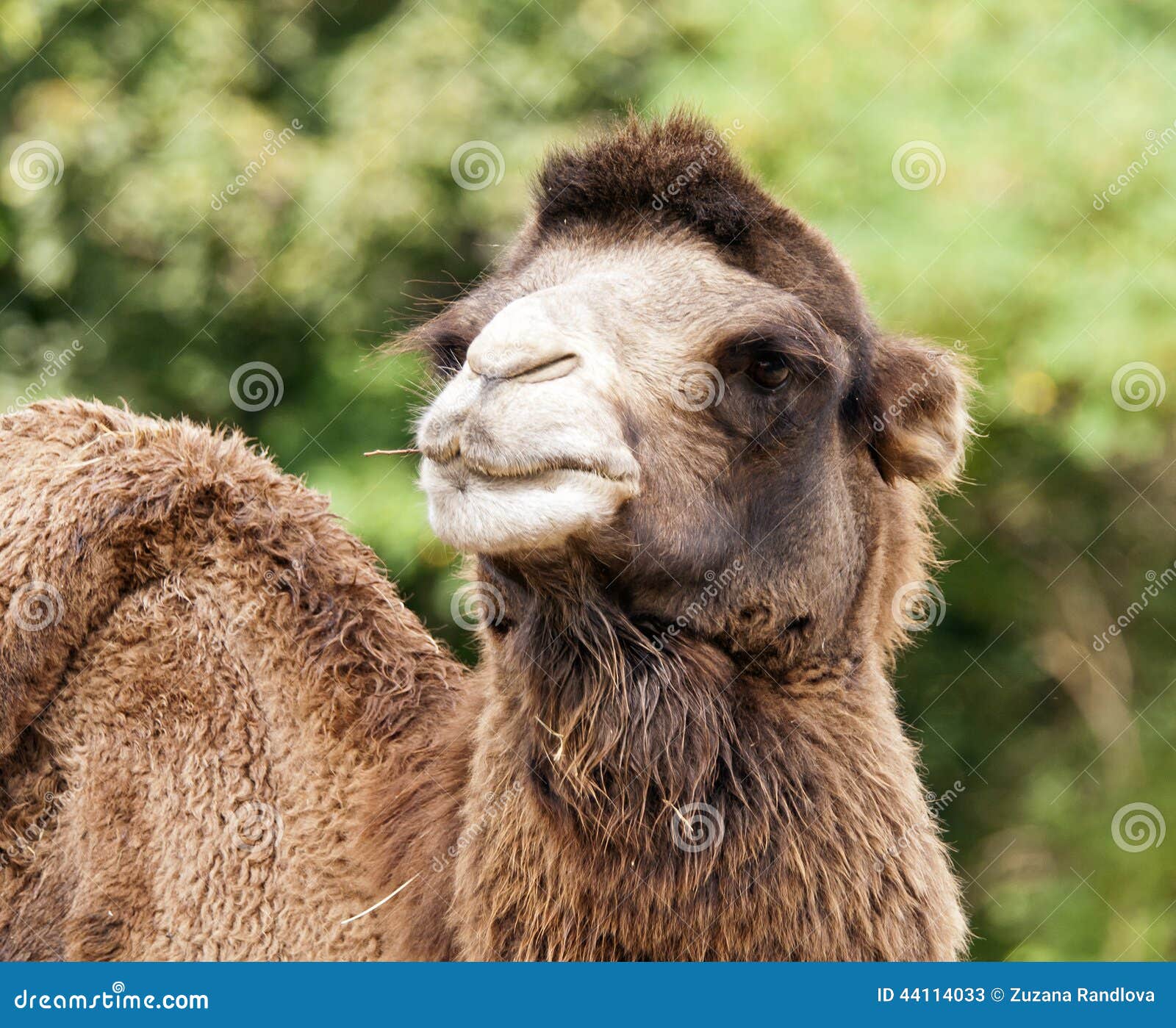 Bactrian camel stock image. Image of face, animal, nostril - 44114033