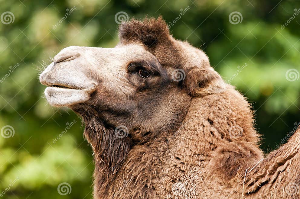 Bactrian camel stock image. Image of animal, dark, mammal - 44114113