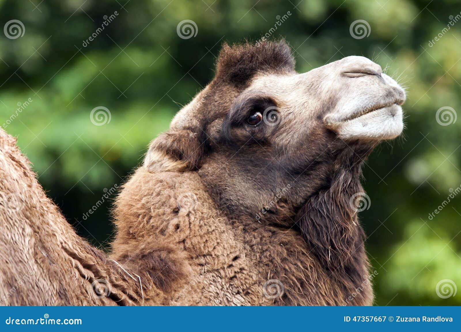 Bactrian camel stock image. Image of mammal, animal, fauna - 47357667