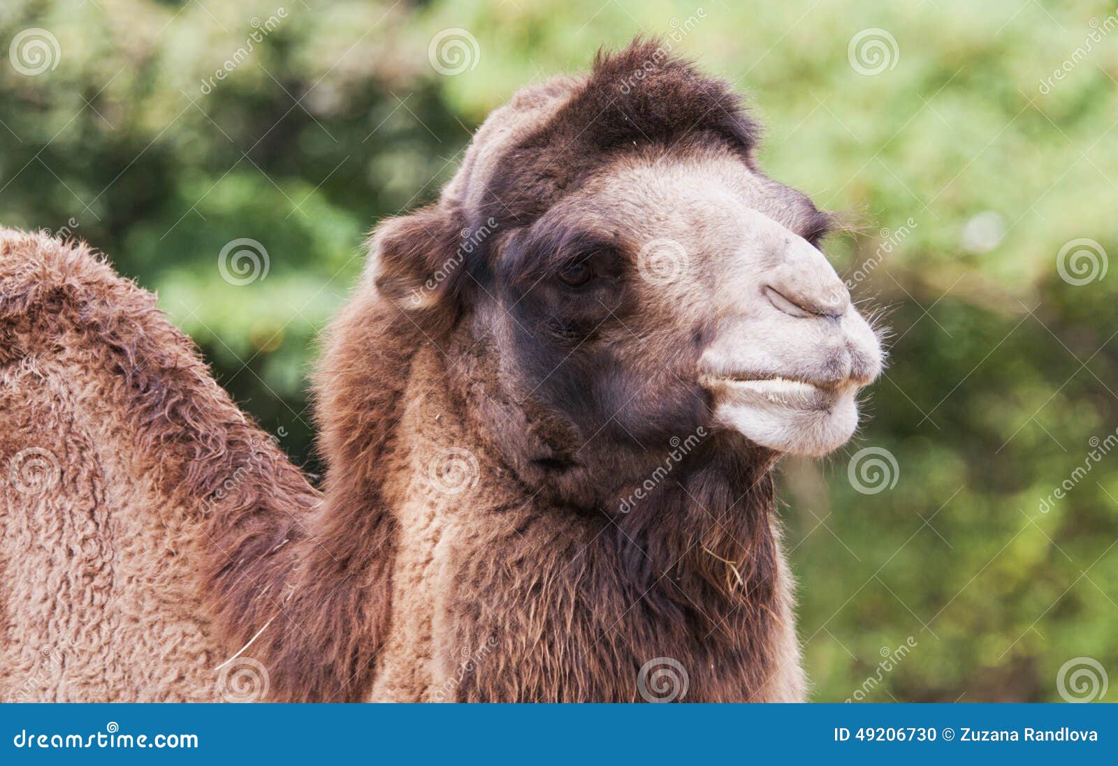 Bactrian camel stock photo. Image of hair, coat, animal - 49206730