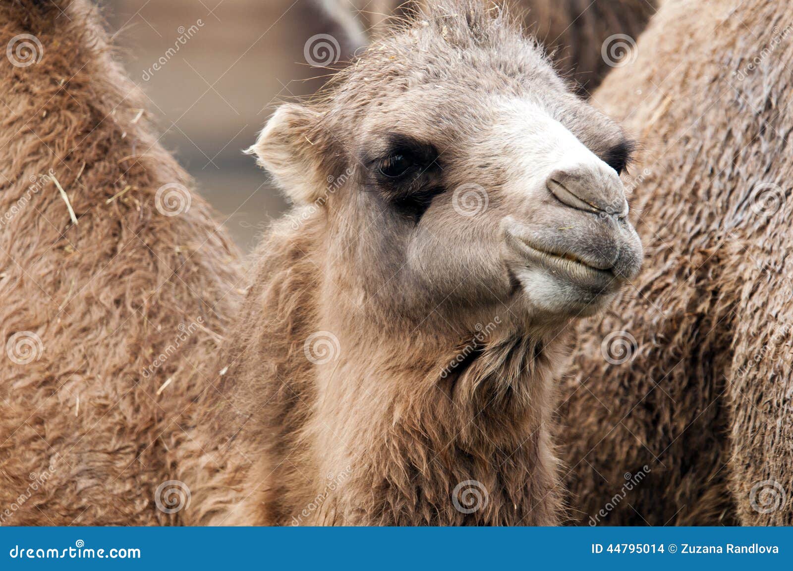 Bactrian camel stock photo. Image of animal, hair, face - 44795014