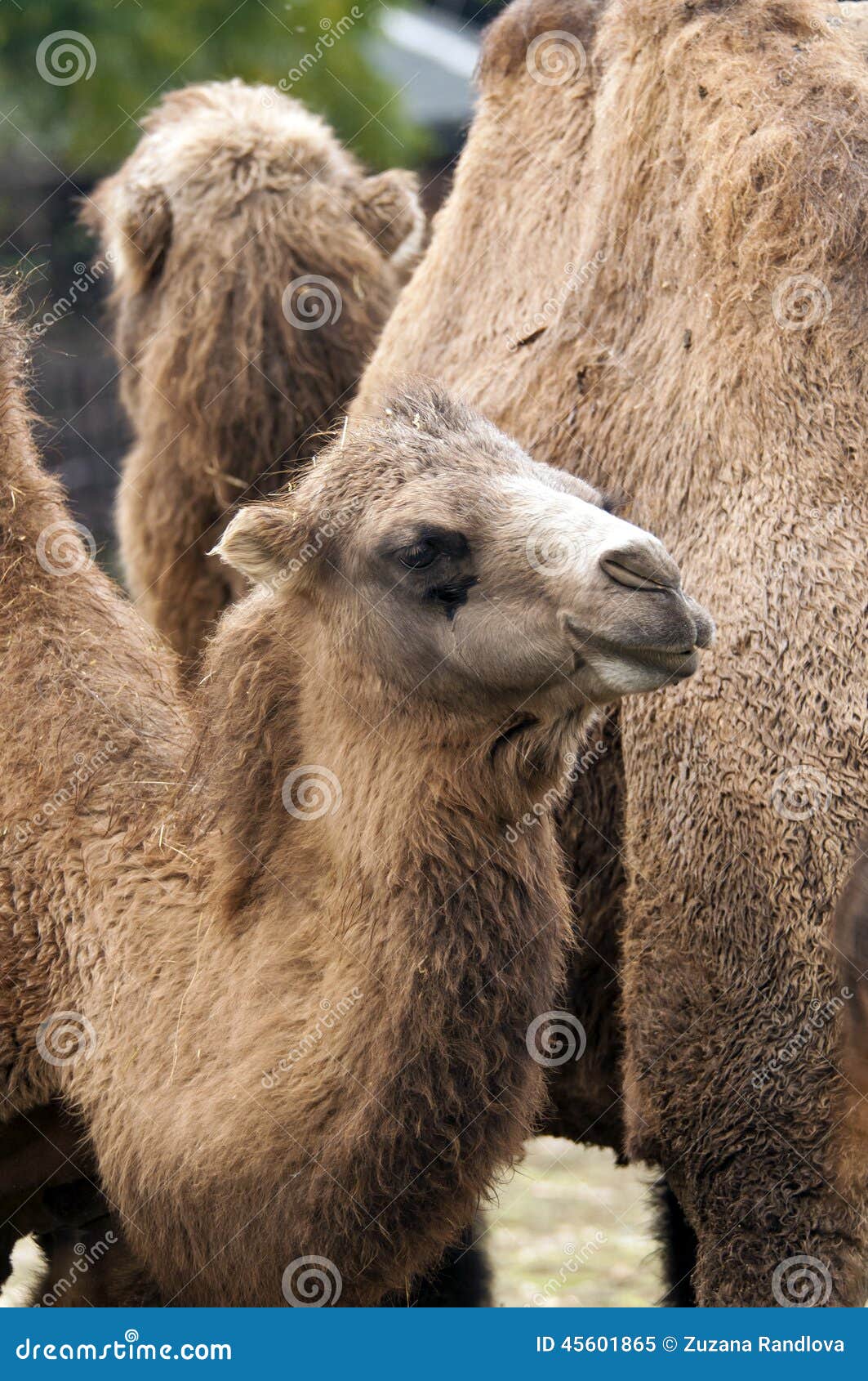 Bactrian camel stock image. Image of closeup, mammal - 45601865