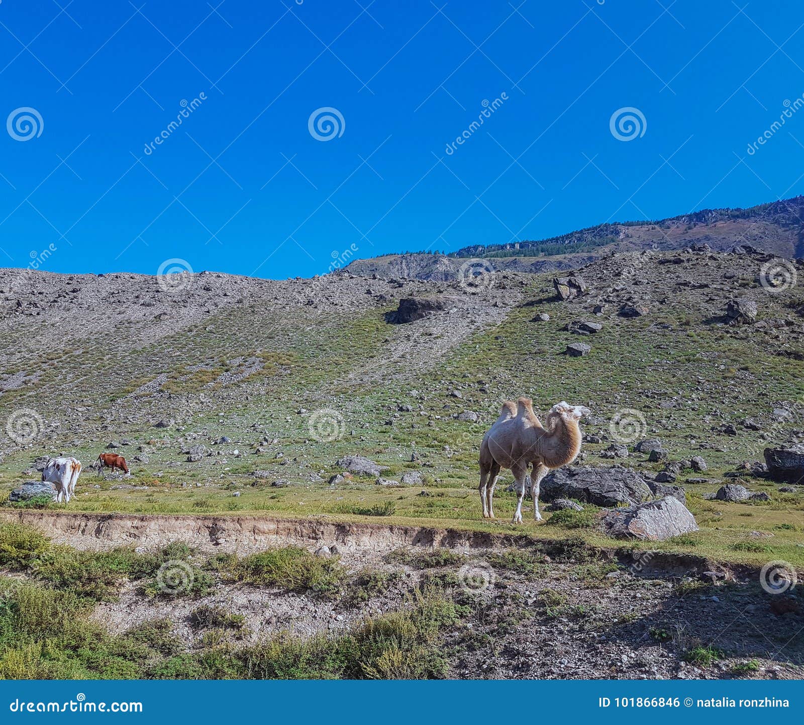 Camel with cows grazing stock photo. Image of bovine - 101866846