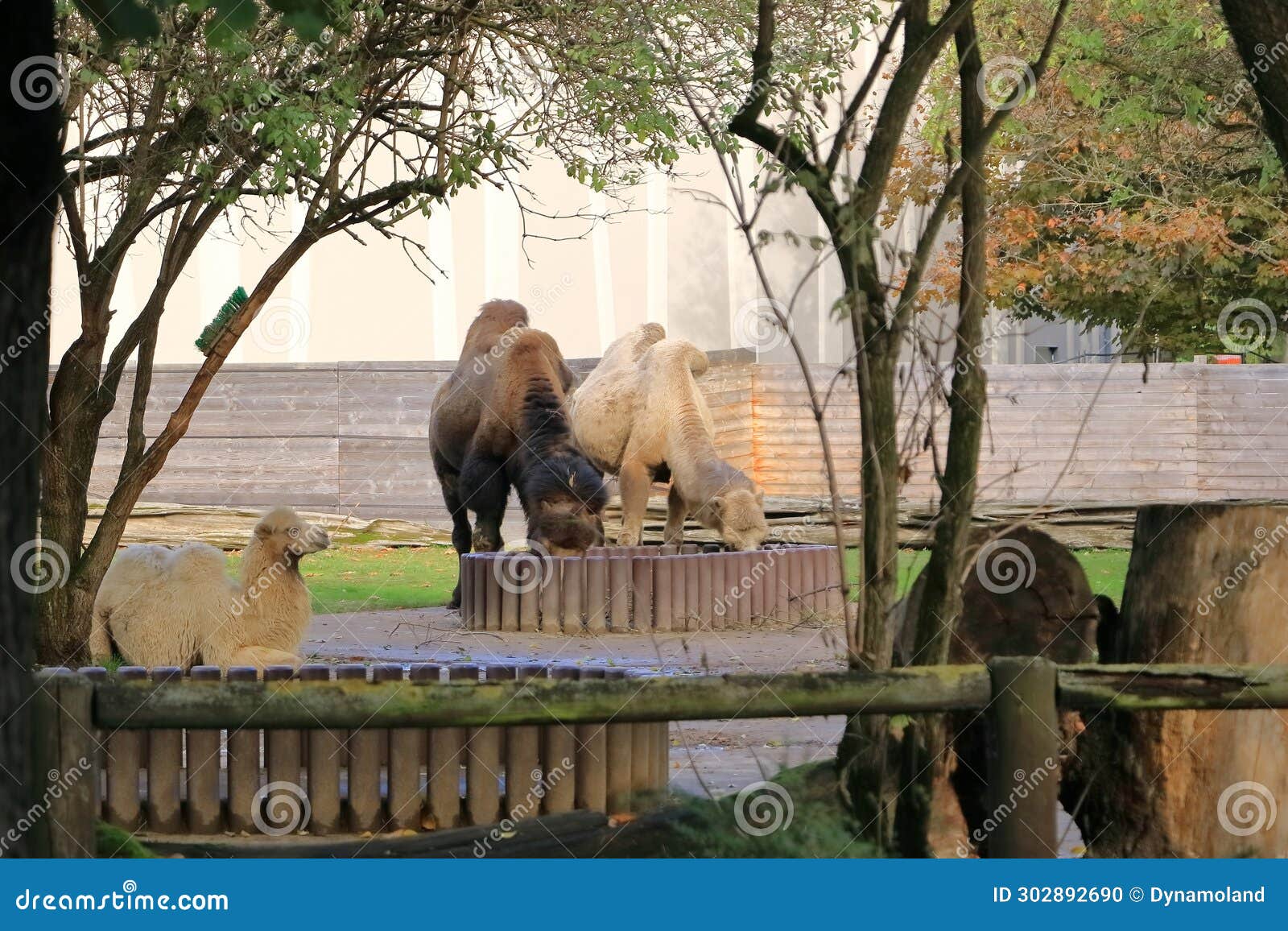 Bactrian Camel Eating the Food Stock Photo - Image of asia, sand: 302892690