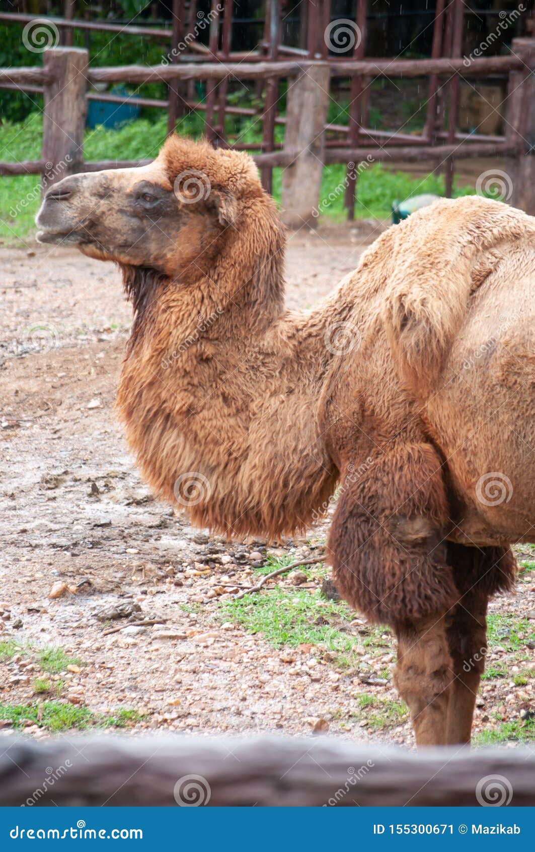 Bactrian camel stock image. Image of face, hump, dawn - 155300671