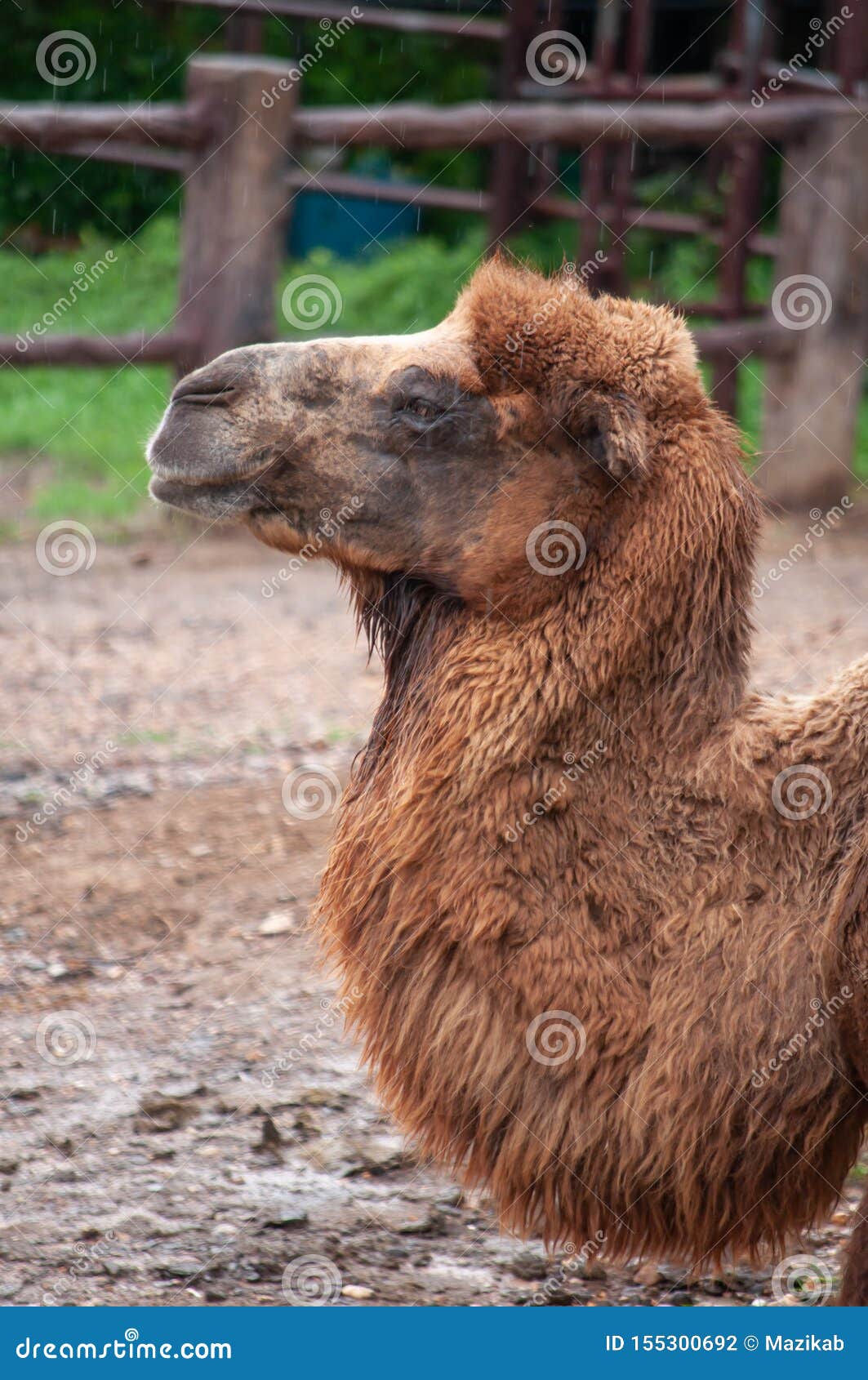 Bactrian camel stock photo. Image of arabian, arab, face - 155300692