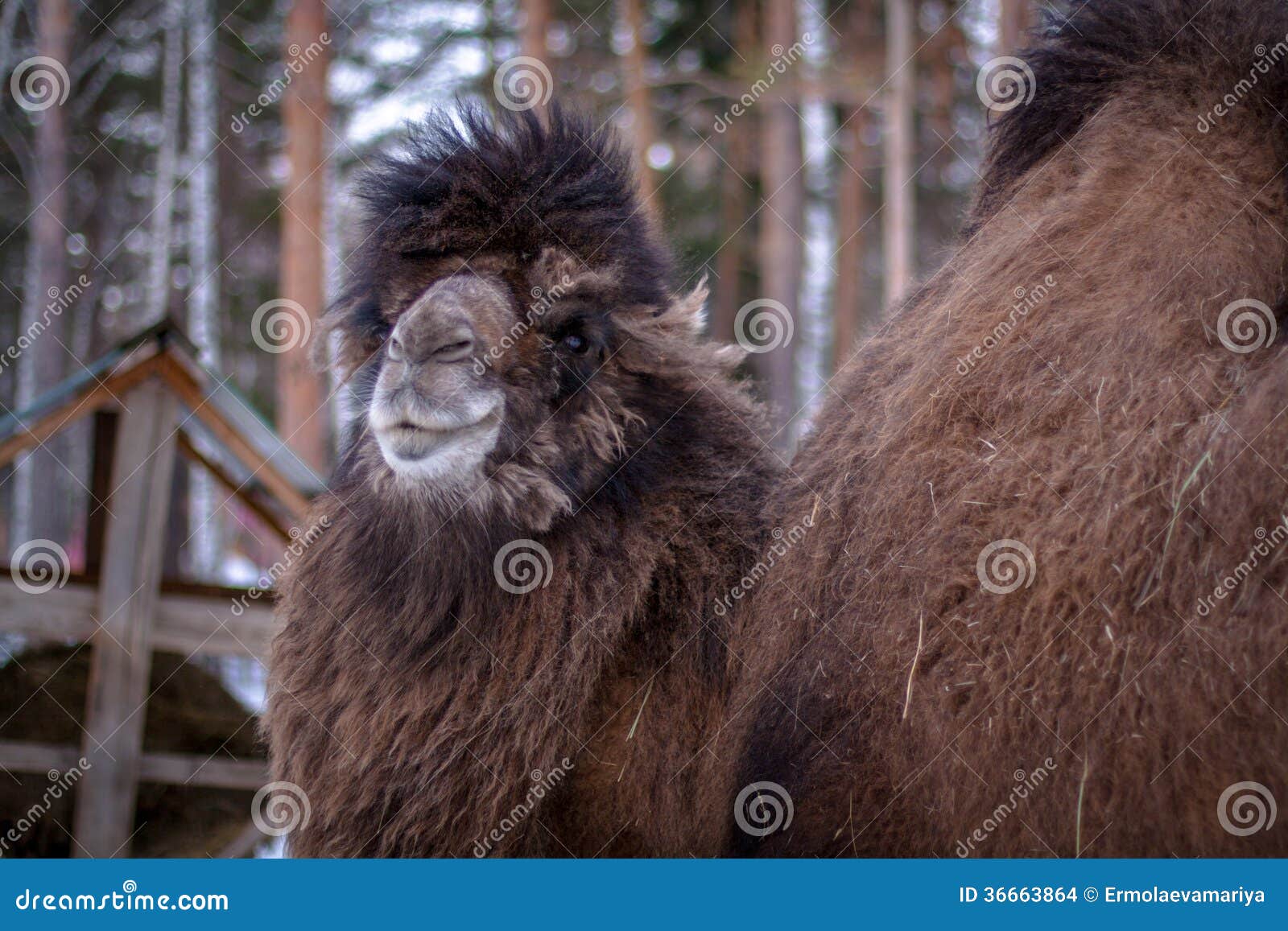 Bactrian camel in forest stock photo. Image of cold, house - 36663864