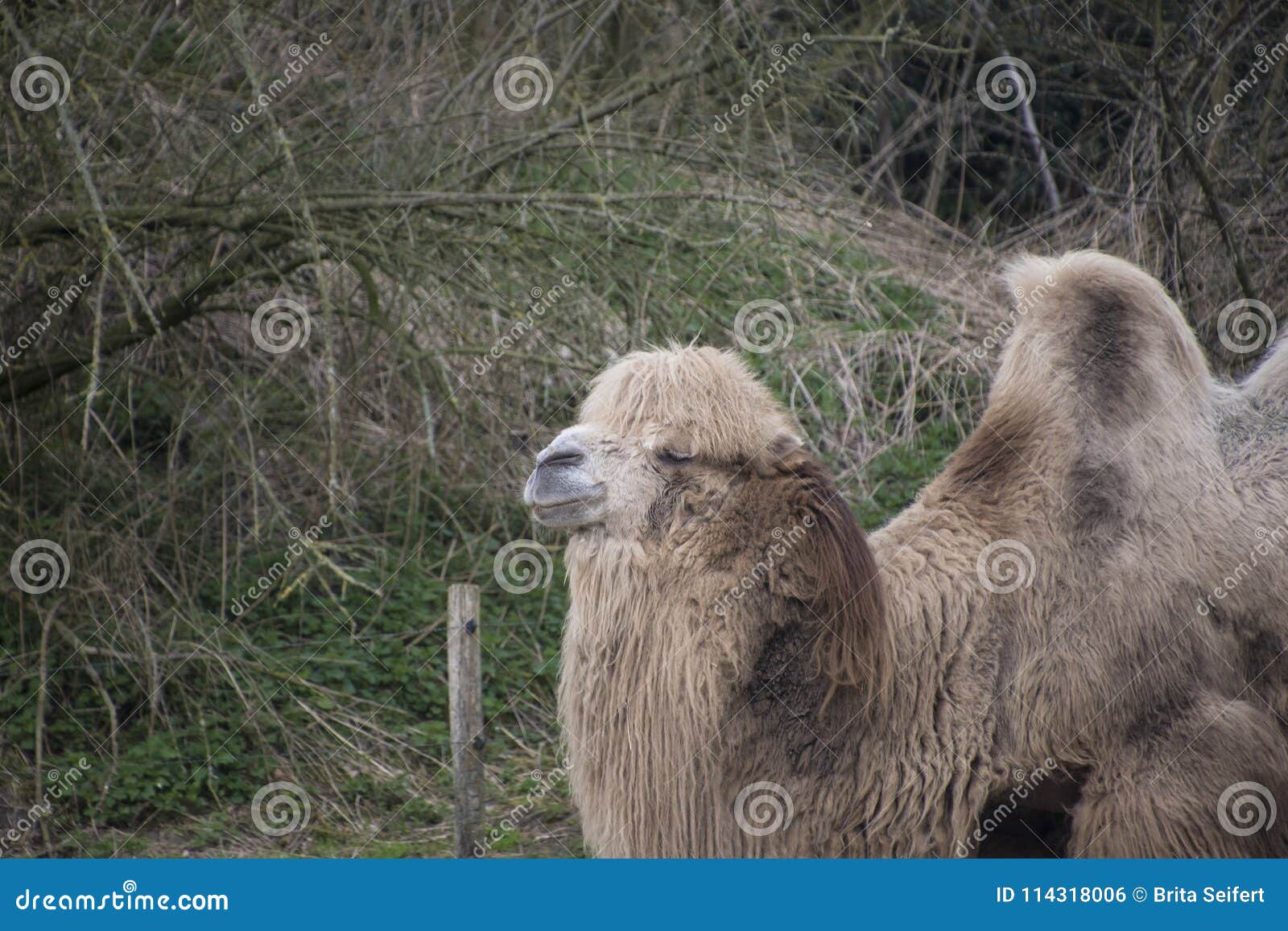 Head Shot of a Single Bactrian Camel. Stock Photo - Image of mongolia ...