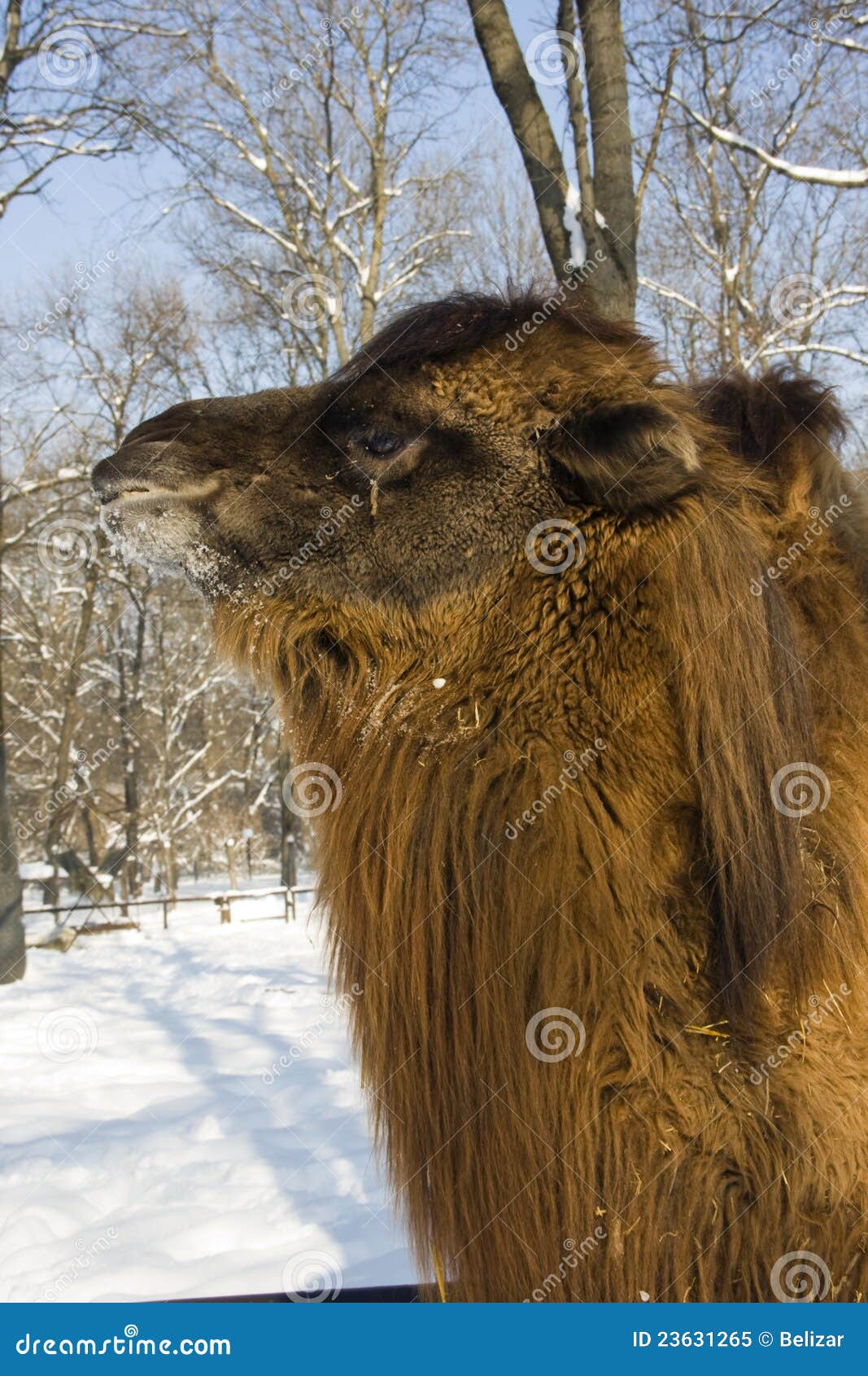 Bactrian camel head stock image. Image of camel, humped - 23631265