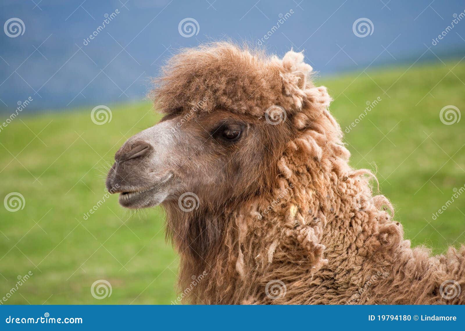 Bactrian Camel Head Close Up Stock Photo - Image of head, animal: 19794180