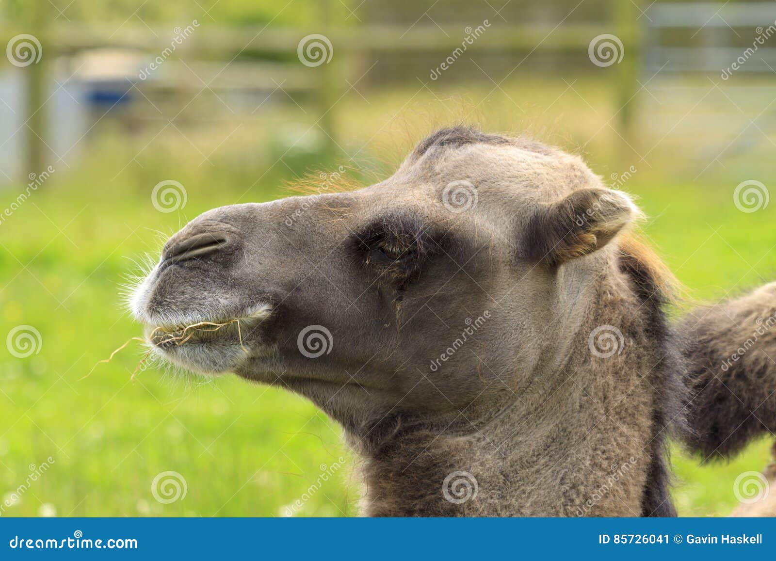 Bactrian Camel head stock image. Image of bactrian, animal - 85726041
