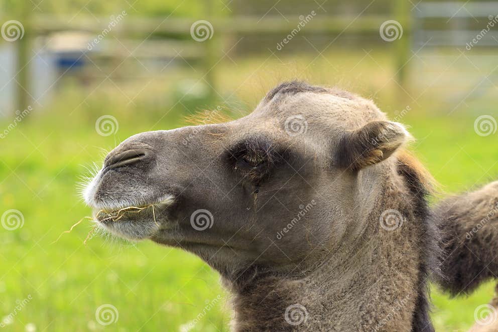 Bactrian Camel head stock image. Image of bactrian, animal - 85726041