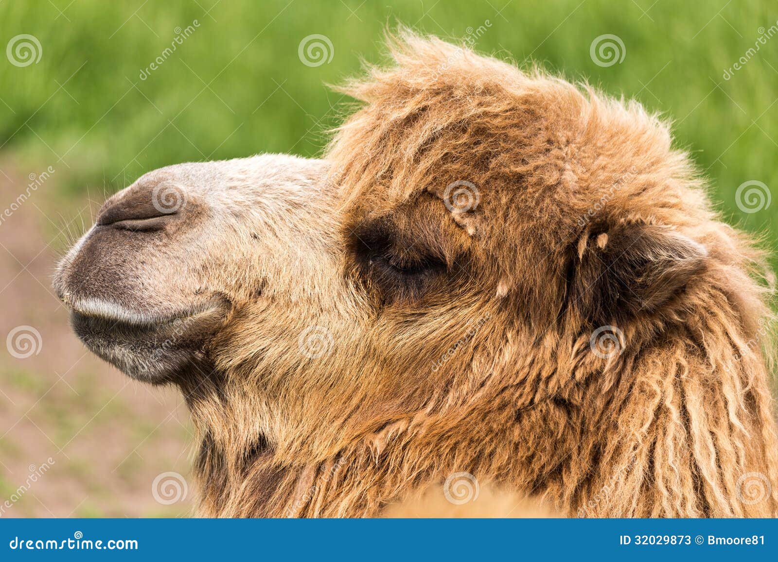 Bactrian Camel Headshot stock image. Image of close, furry - 32029873