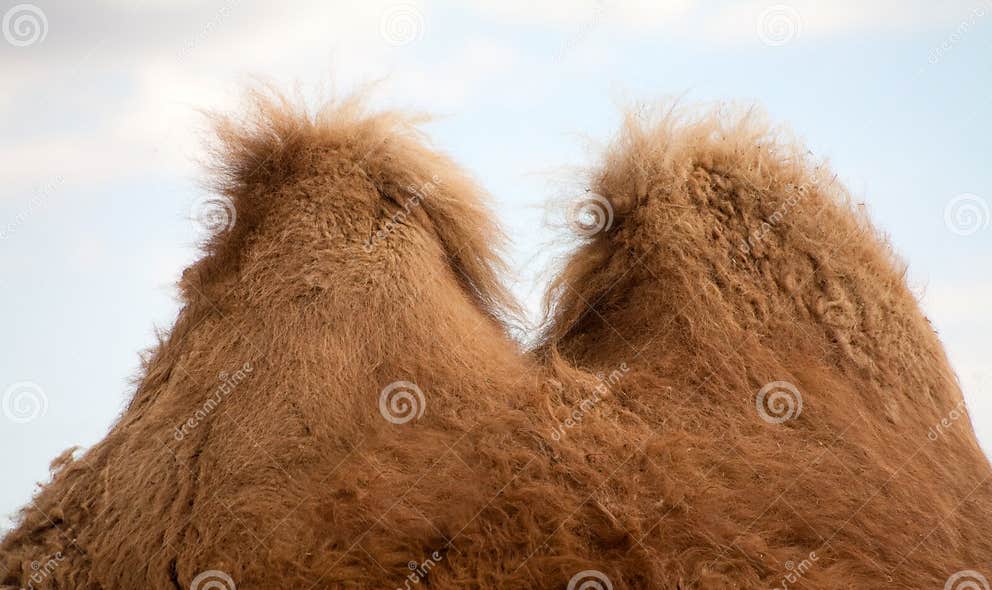 Bactrian camel humps stock photo. Image of close, desert - 19792860