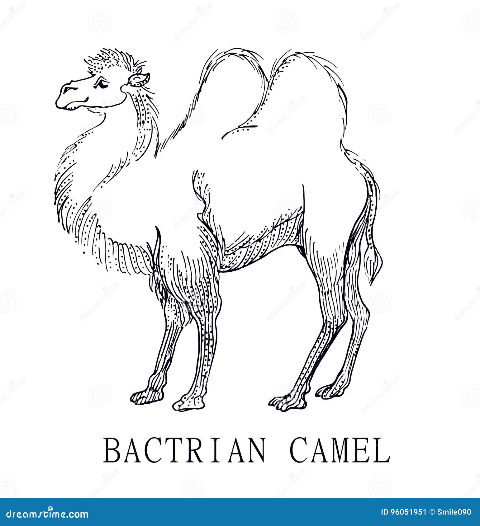 Bactrian Camel Or Camelus Bactrianus Endangered Wildlife Cartoon Mono ...