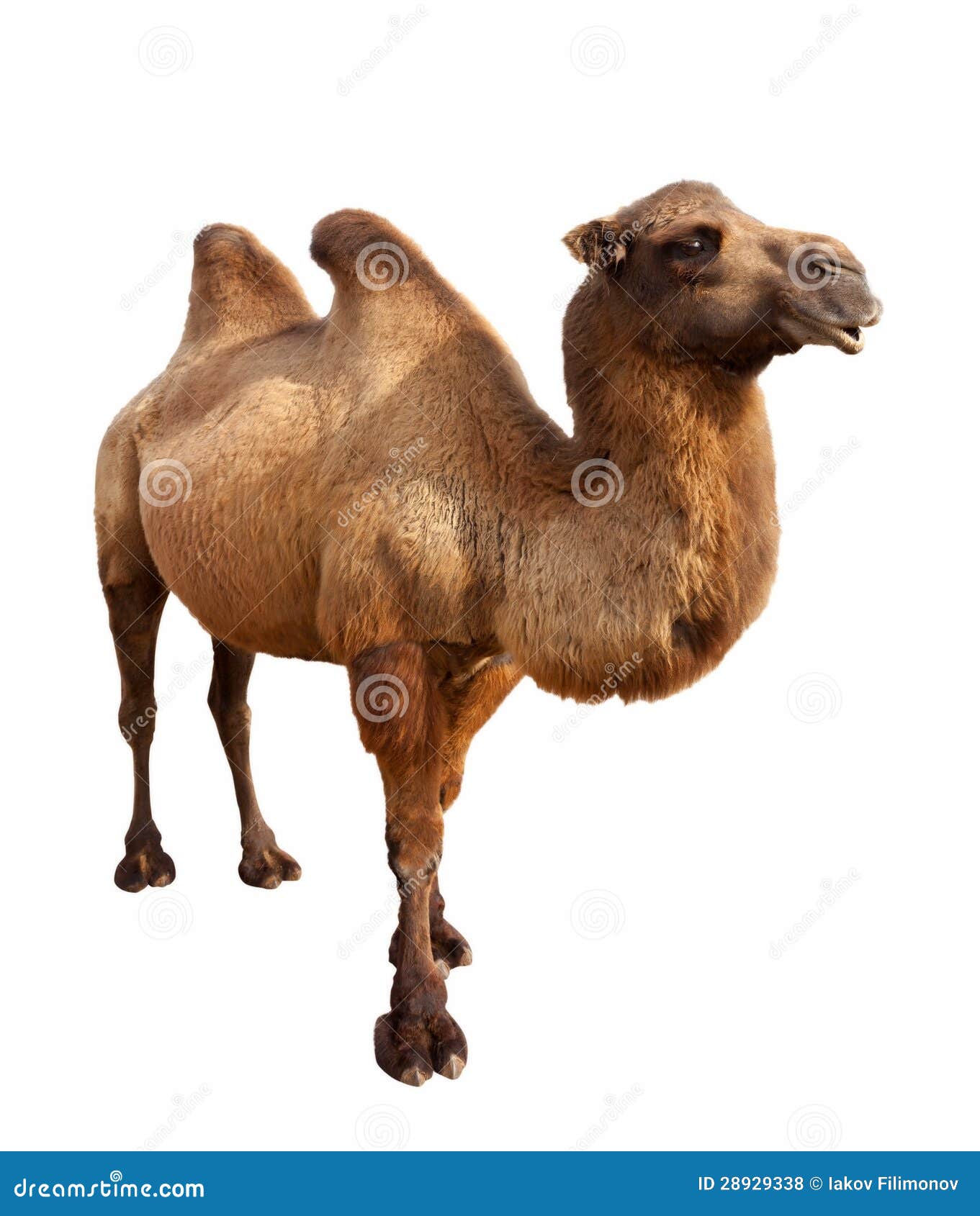 Bactrian Camel. Isolated on White Stock Photo - Image of farm ...