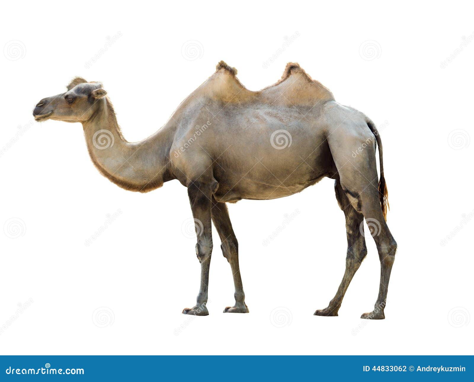 Bactrian camel isolated stock photo. Image of bactrian - 44833062
