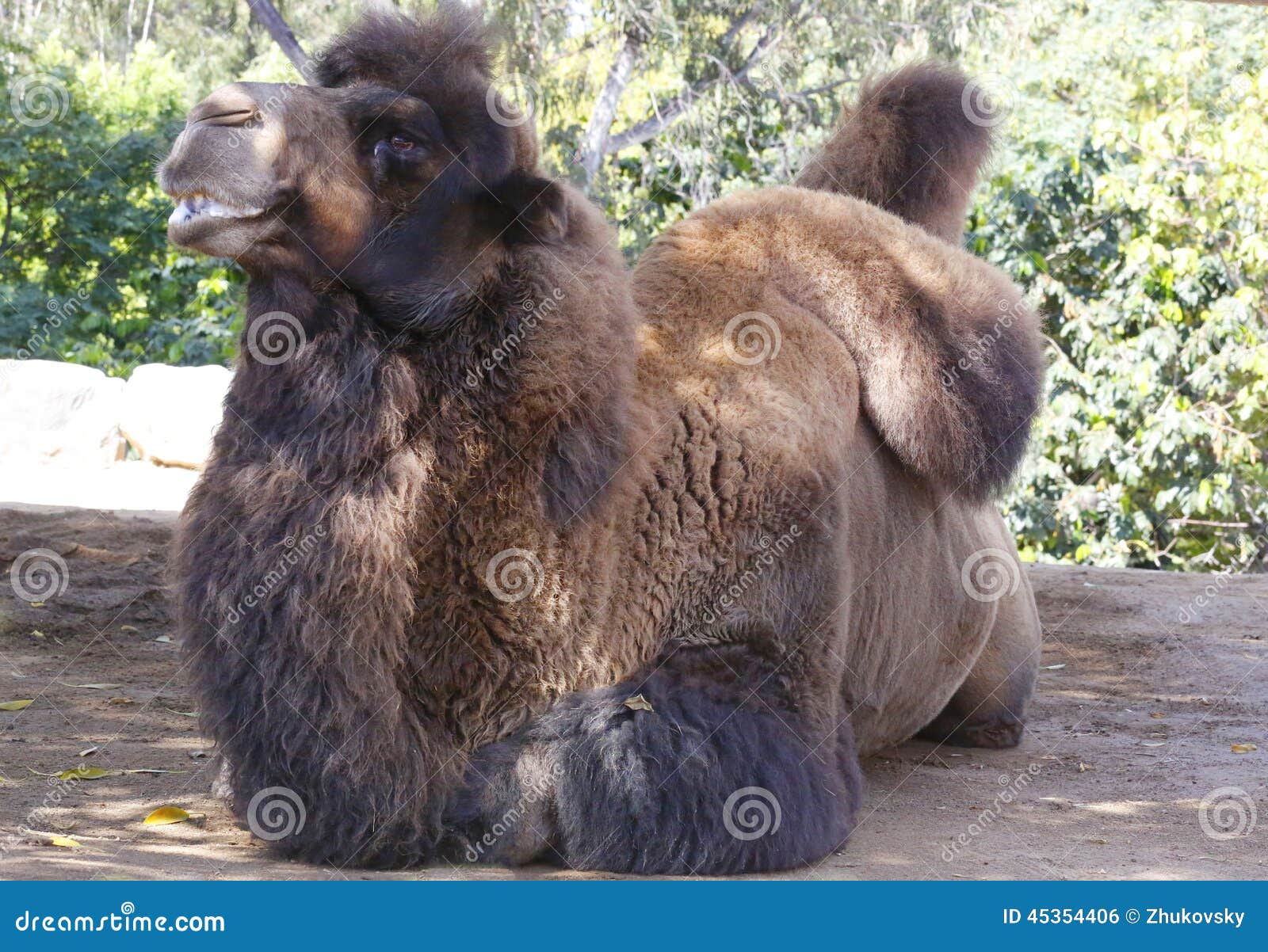 Bactrian camel editorial photo. Image of brown, species - 45354406