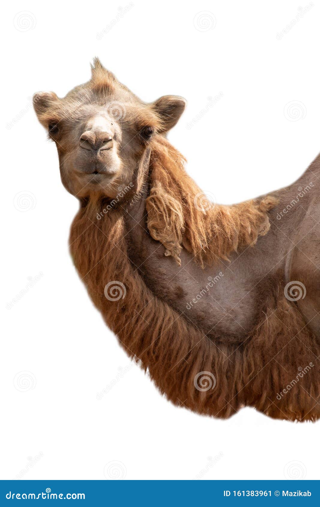 Bactrian camel stock image. Image of desert, face, himalayas - 161383961